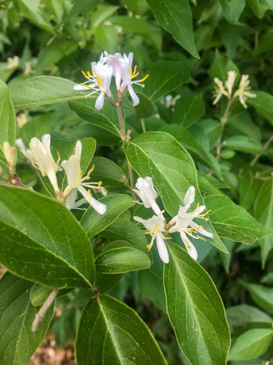 Honeysuckle Tea - Southern Bytes